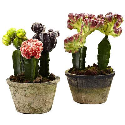Colorful Cactus Gardens Set | Michaels