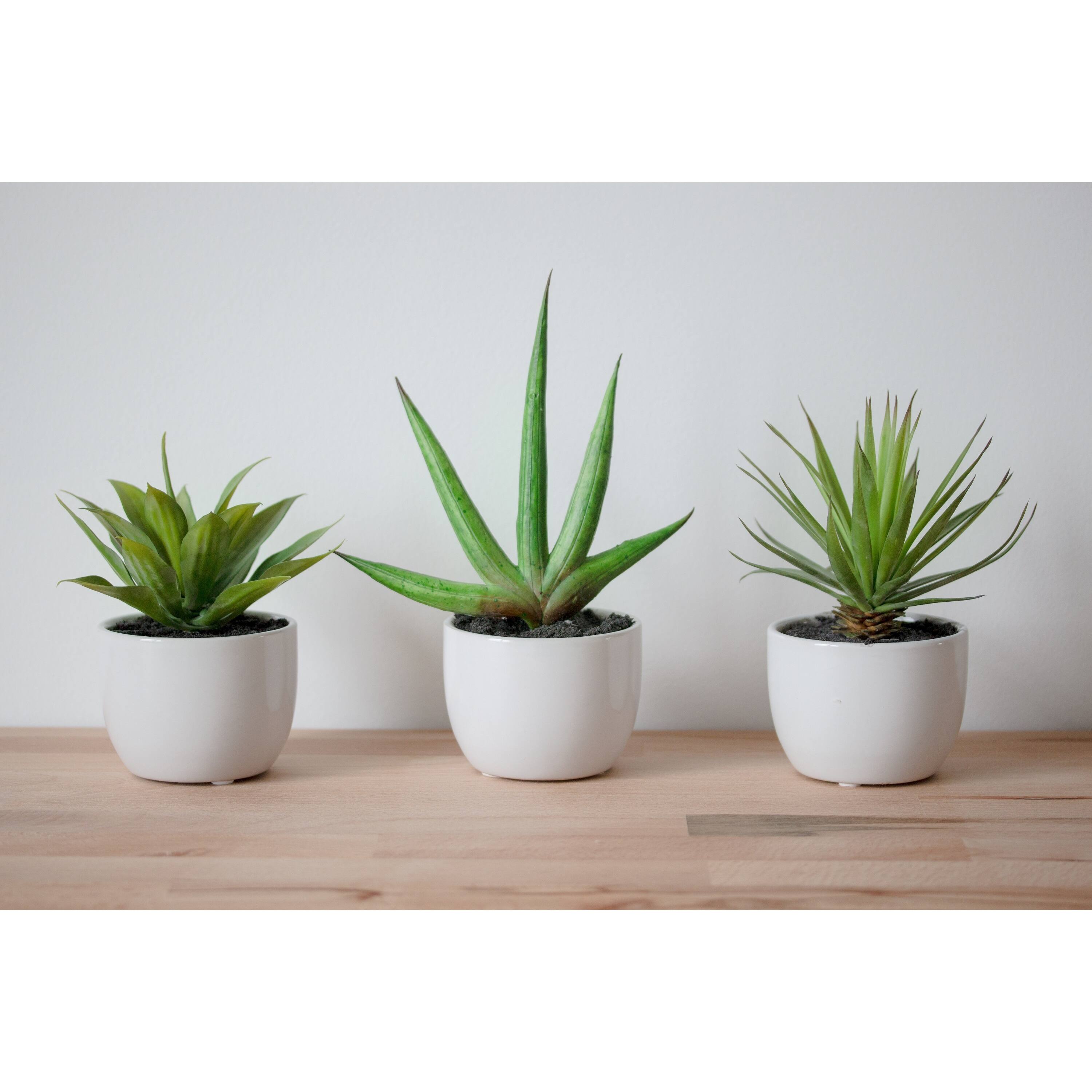 Potted Agave Plant Collection 3ct. | Potted Plants | Michaels